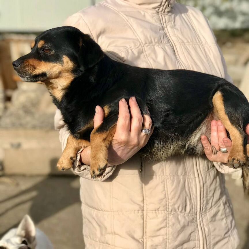 Сладкий коротколапик
