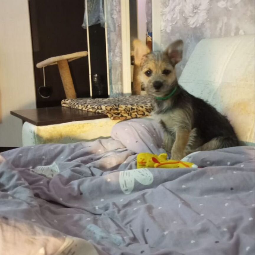 Йоркширский терьер