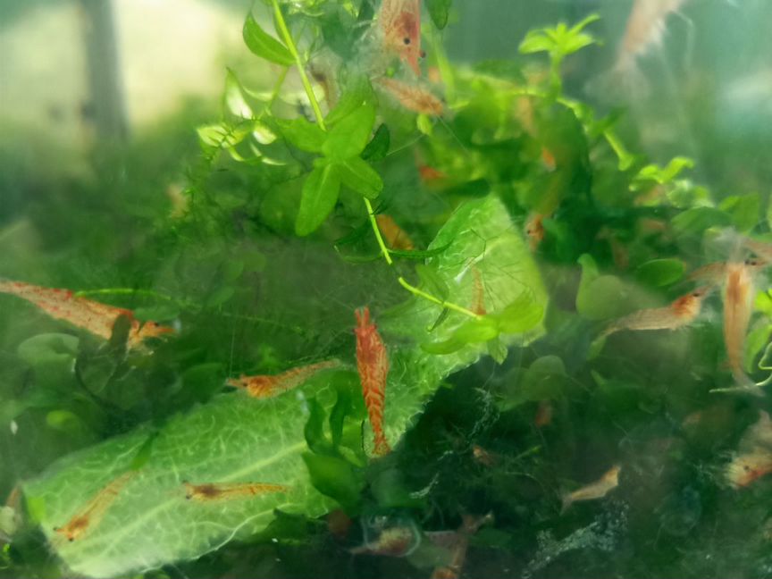 Креветки, малёк гуппи и водоросли