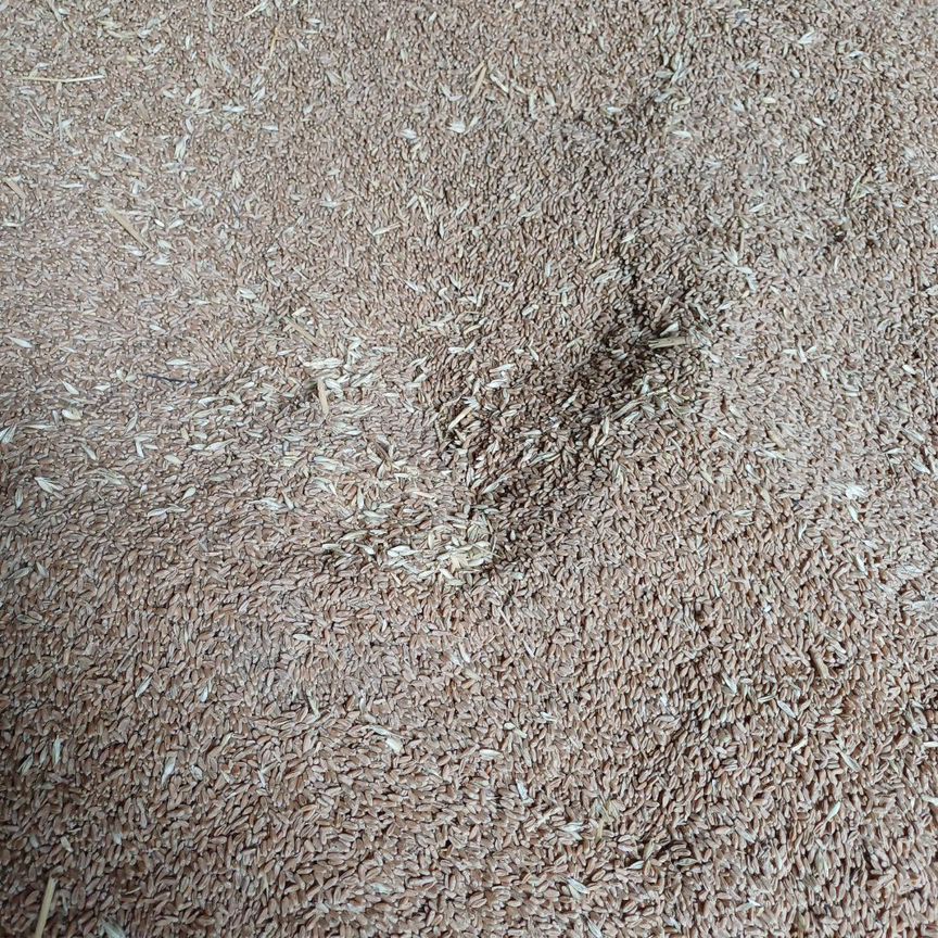 Пшеница 3 класс