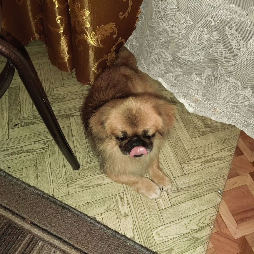 Отдам в добрые руки пекинеса мальчика