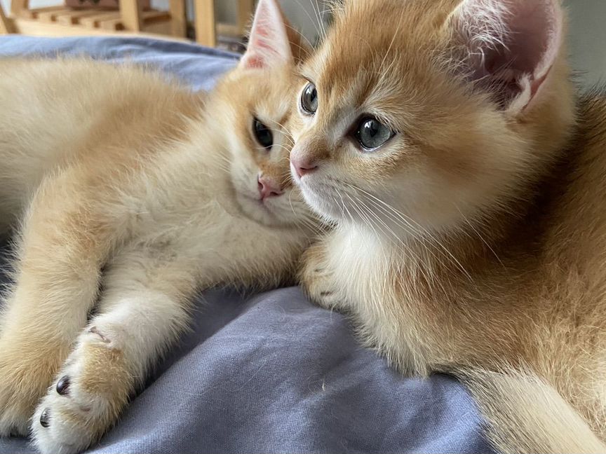 Британский золотой ny12, золотая шиншилла