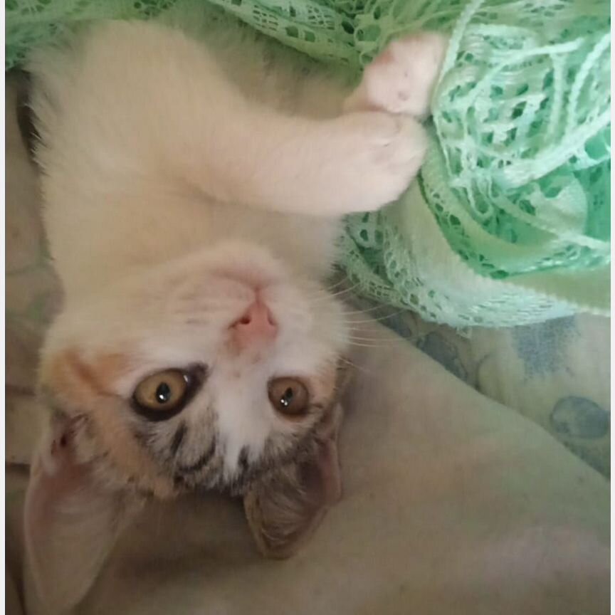 Трехцветная кошечка счастье и удача вашему дому