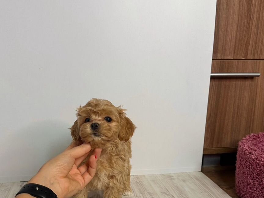 Мальтипу f1 беби-фейс мальчик, скоро гулять можно