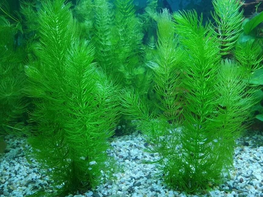Водоросли для аквариума роголистник