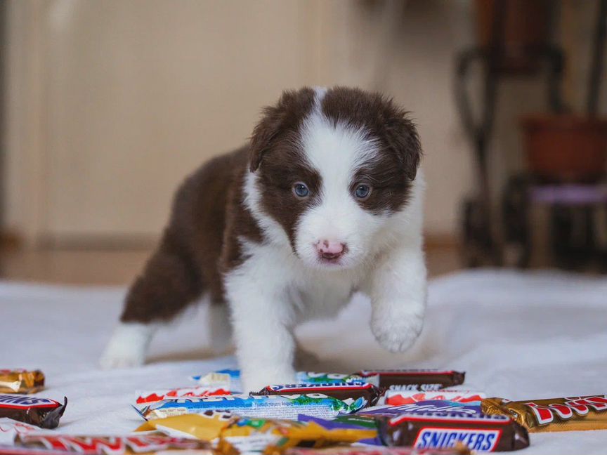 Бордер колли шоколадные