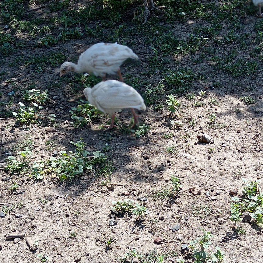 Цыплята индюшата