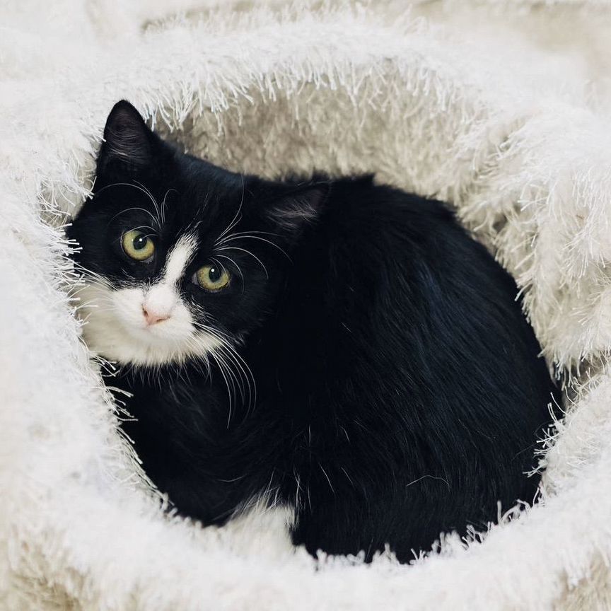 Кошечка Куколка 4 мес