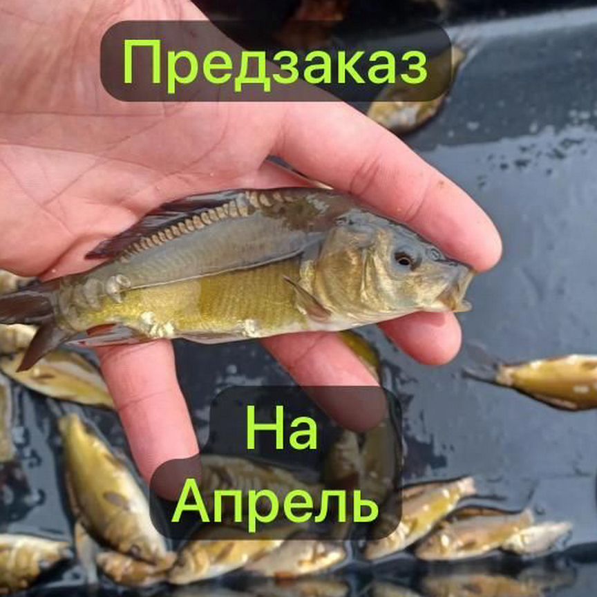 Малек Карпа Амура Толстолобика Линя зарыбление