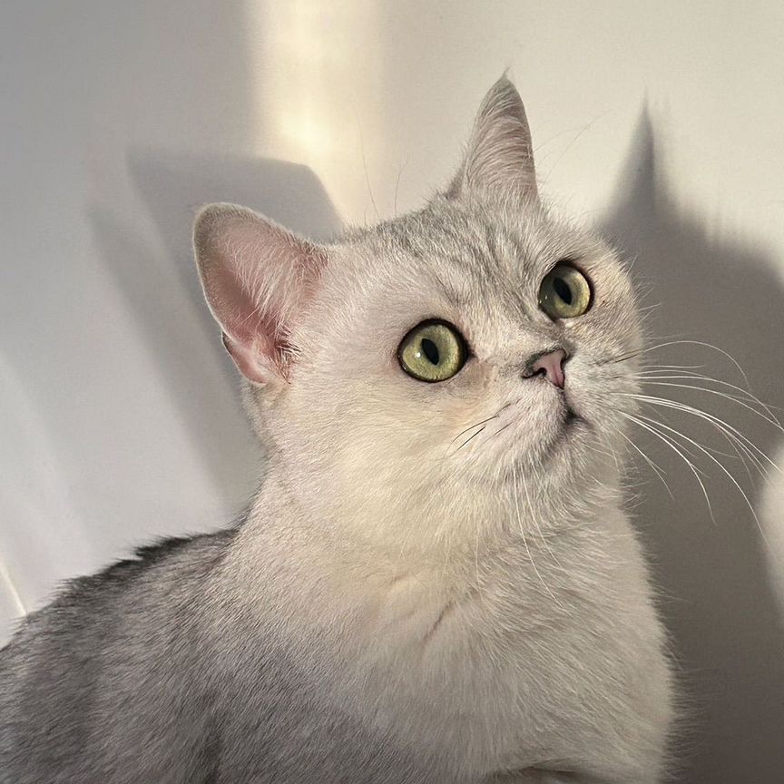 Кошка Британка