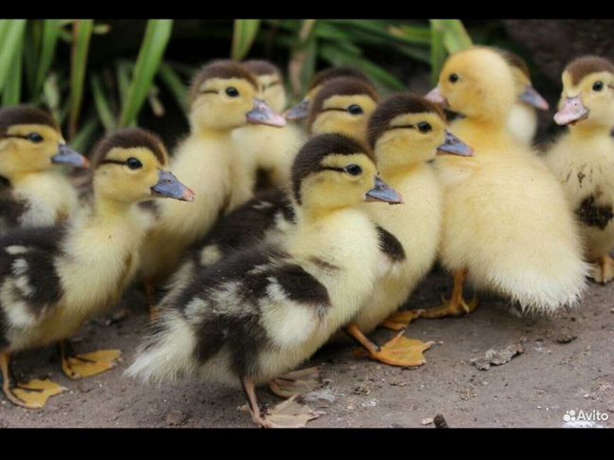 Продаются индоутята