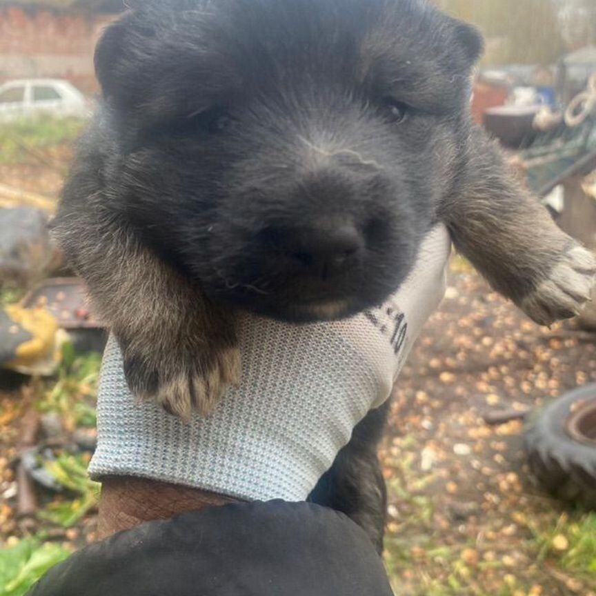 Щенки немецкой овчарки