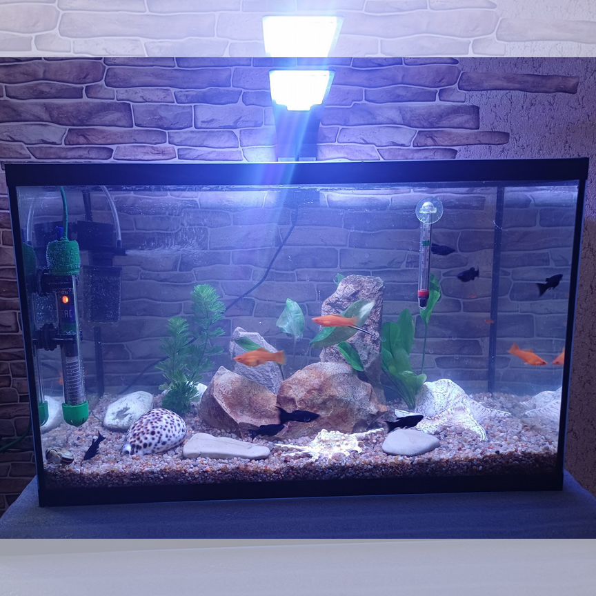 Аквариумные рыбки моллинезии,меченосцы