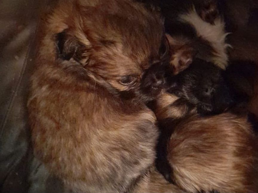 Продам щенков пикинесов