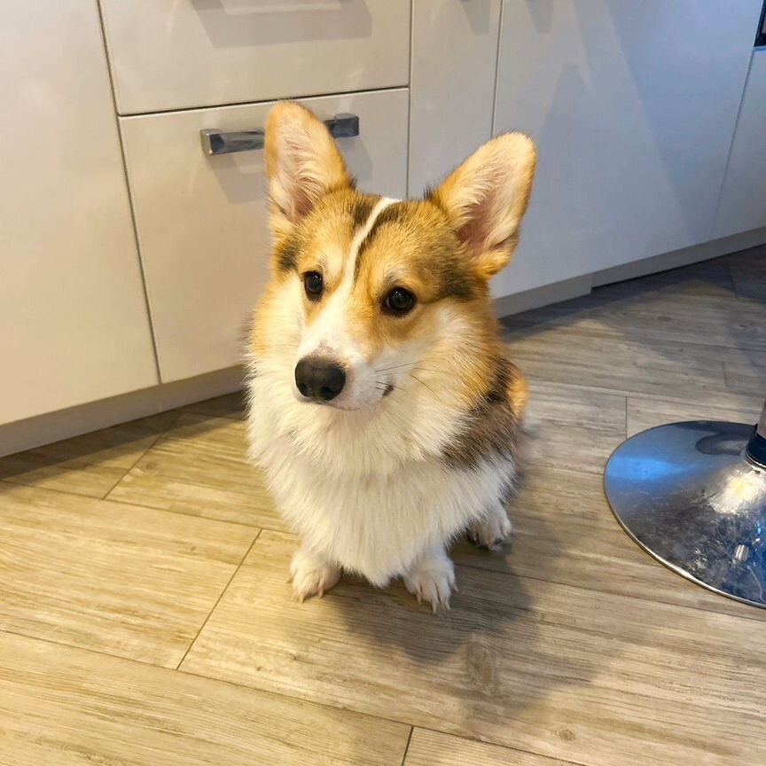 Корги пемброк вязка