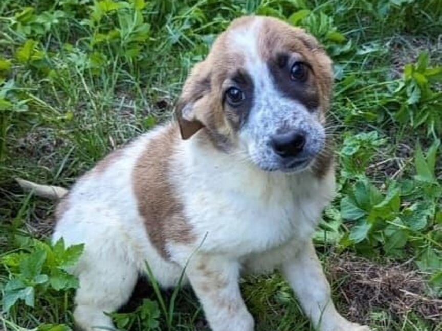 Собака в добрые руки щенок