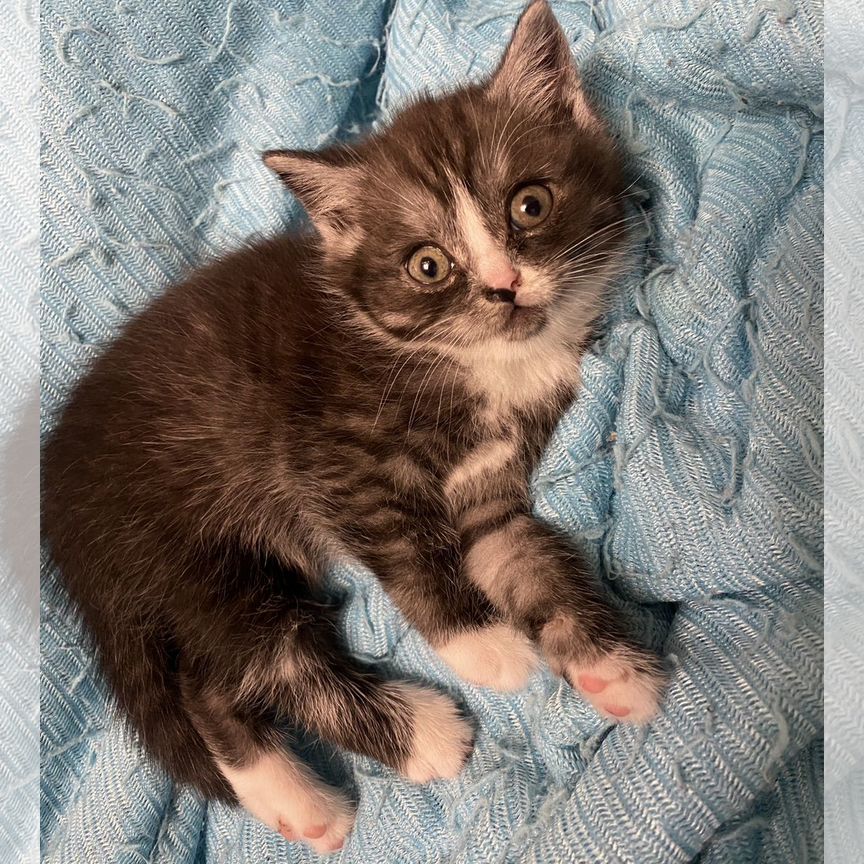 Котёнок в добрые руки