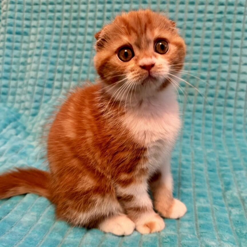 Шотландский котёнок Розовая джоли