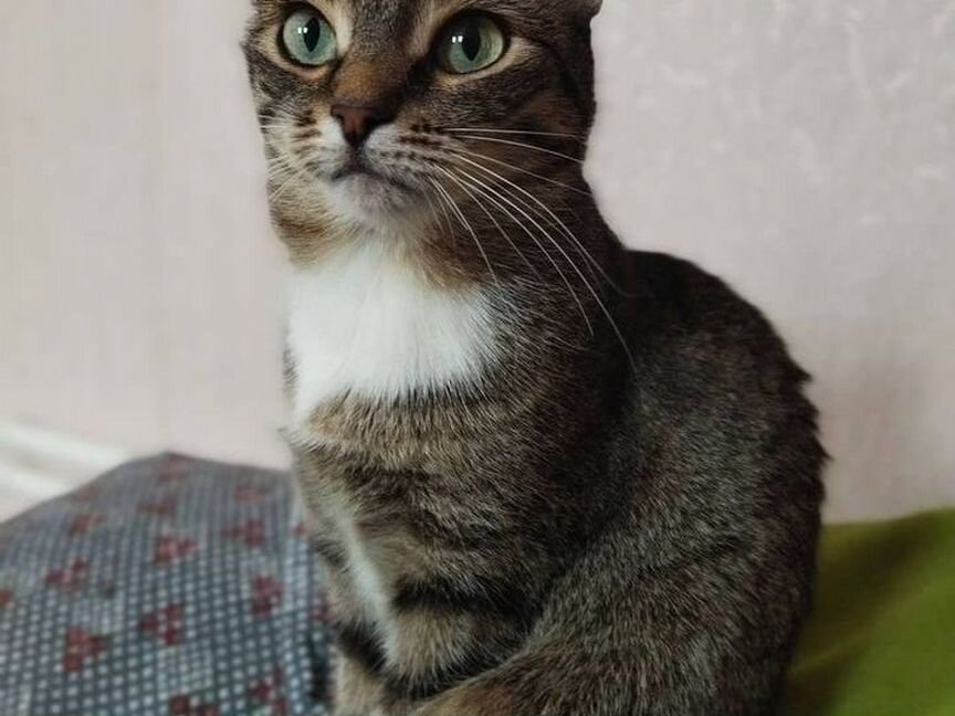Святая маленькая кошечка