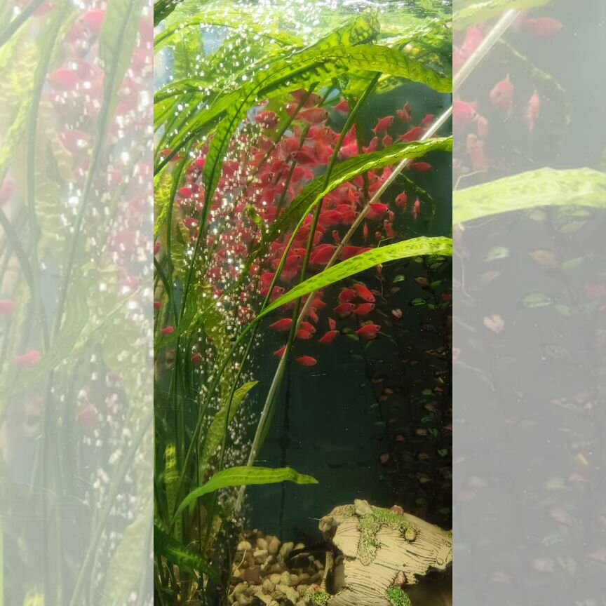 Аквариумные рыбки и растения