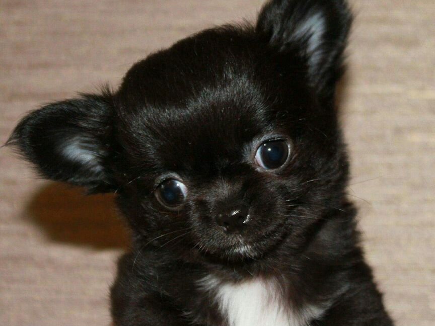 Щенки чихуахуа