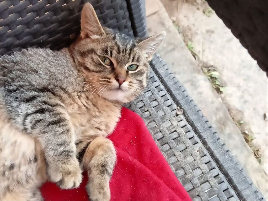 Кошки в добрые руки