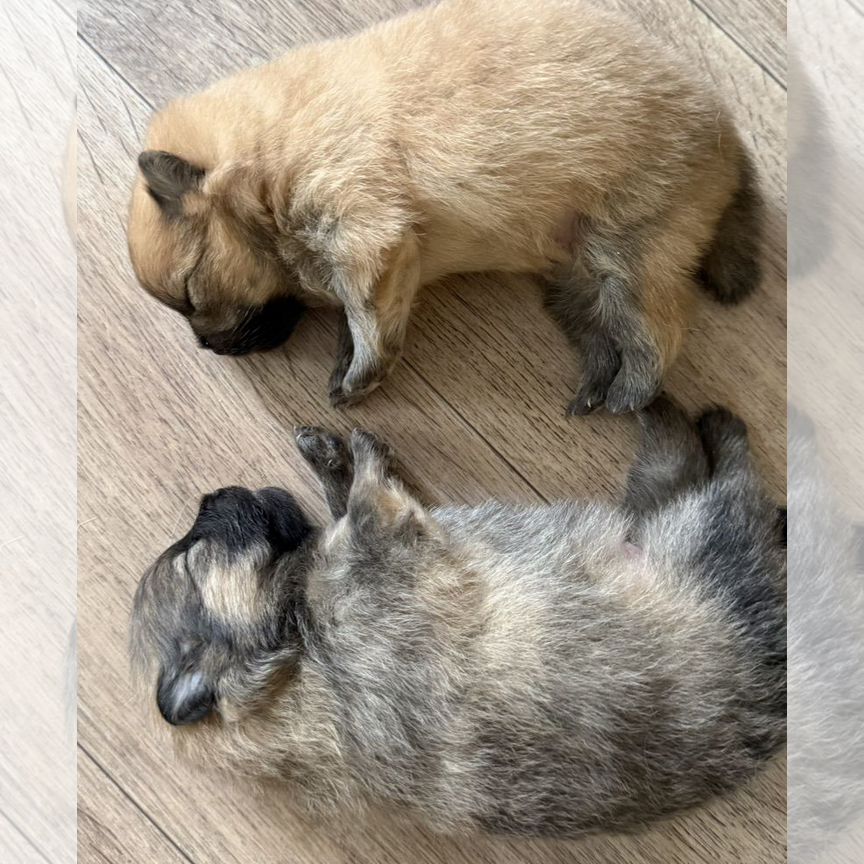 Немецкий шпиц, щенок