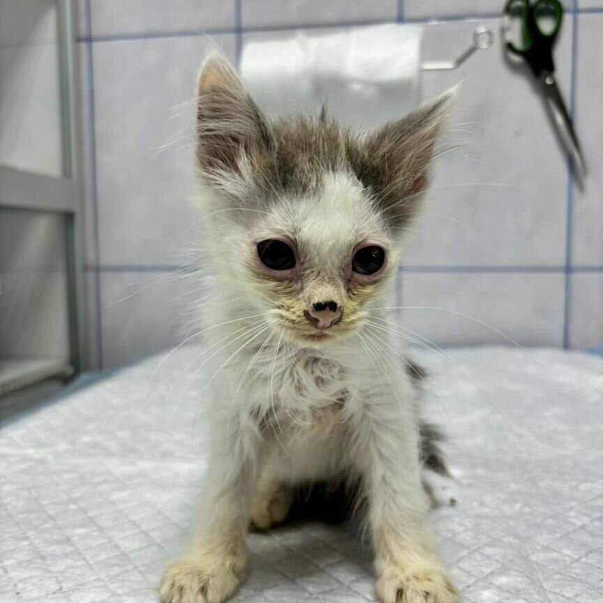 Котенок спасен из ада