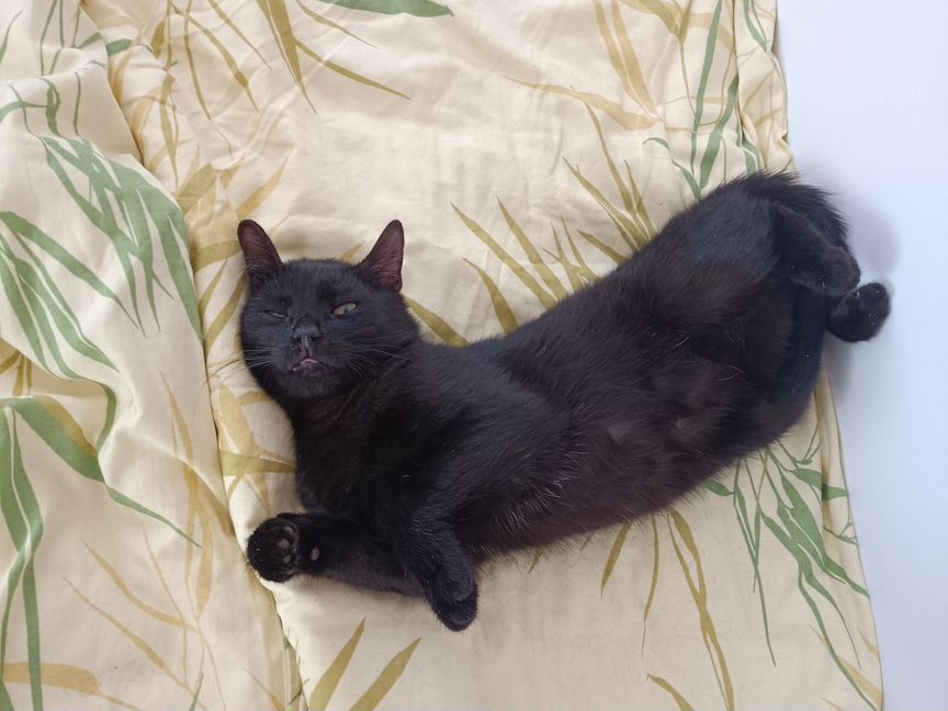 Котик Деймон
