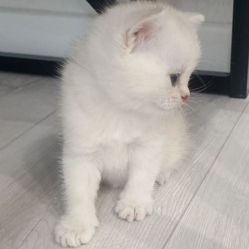 Британский короткошёрстный котёнок