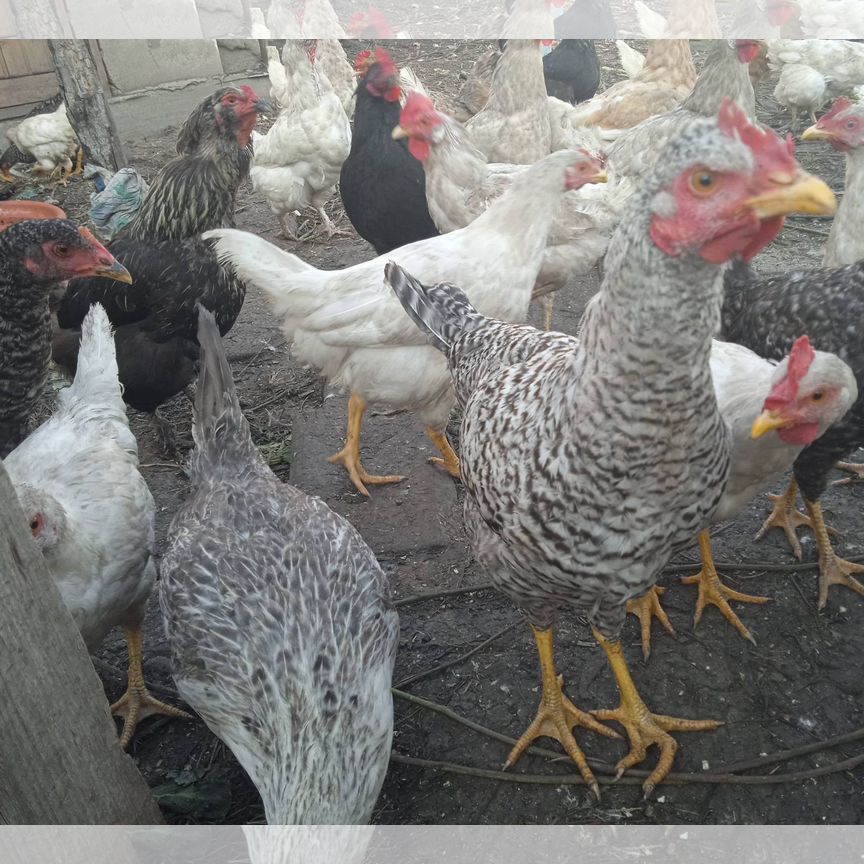 Продаю кур-несушек