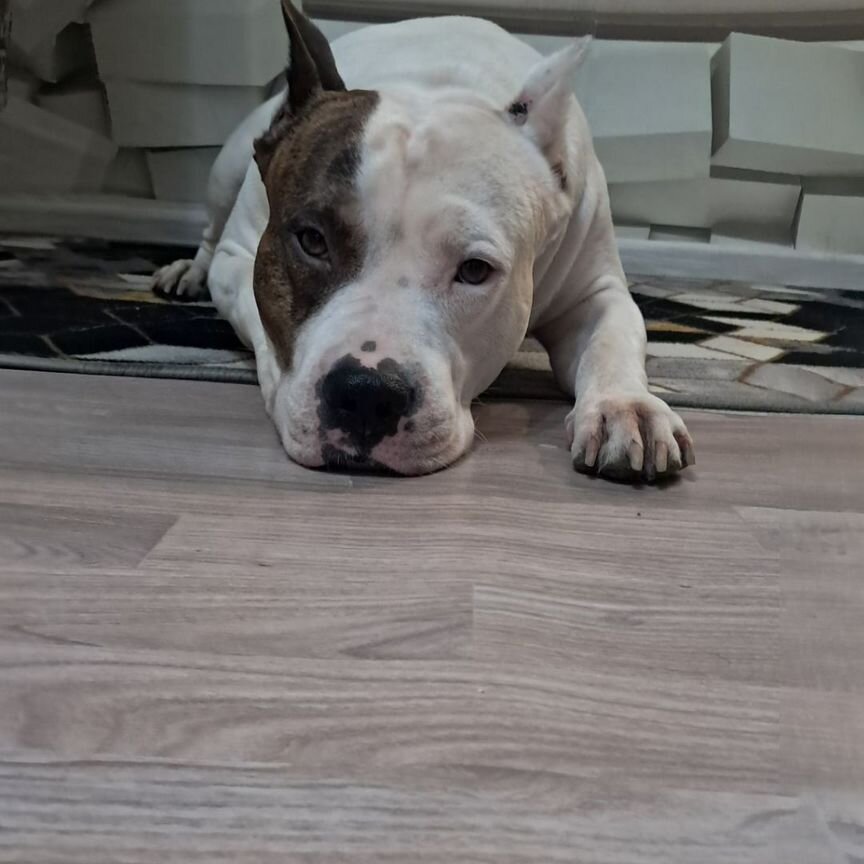 Ищем сучку для вязки