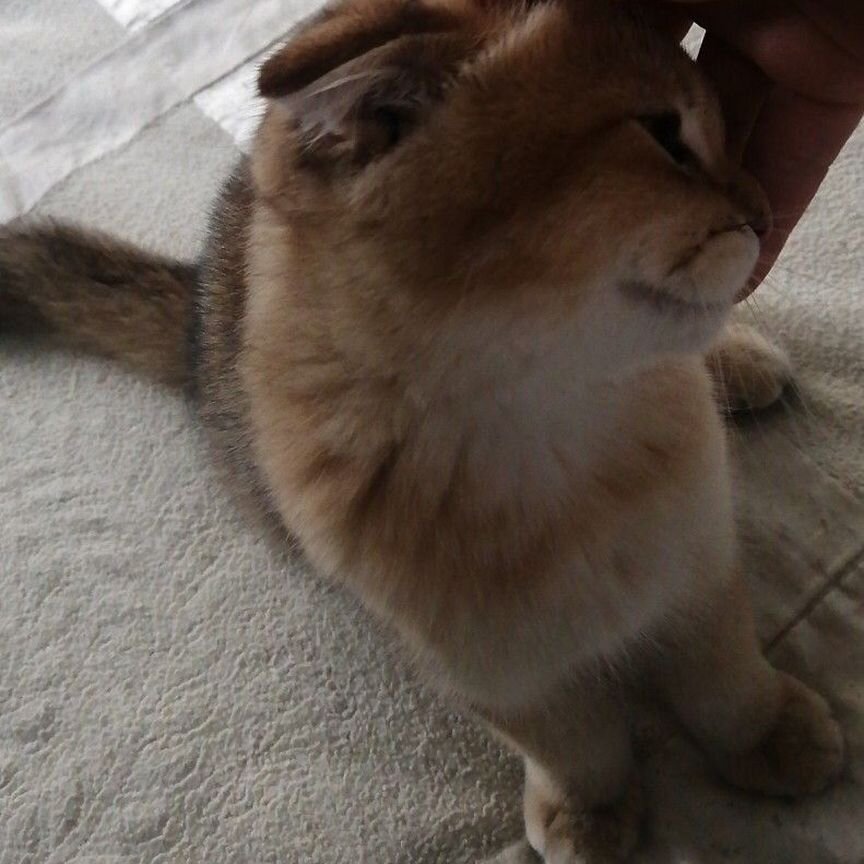 Золотая Шиншила вислоухая