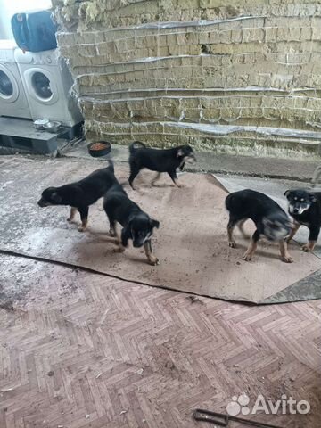 Щенки овчарки