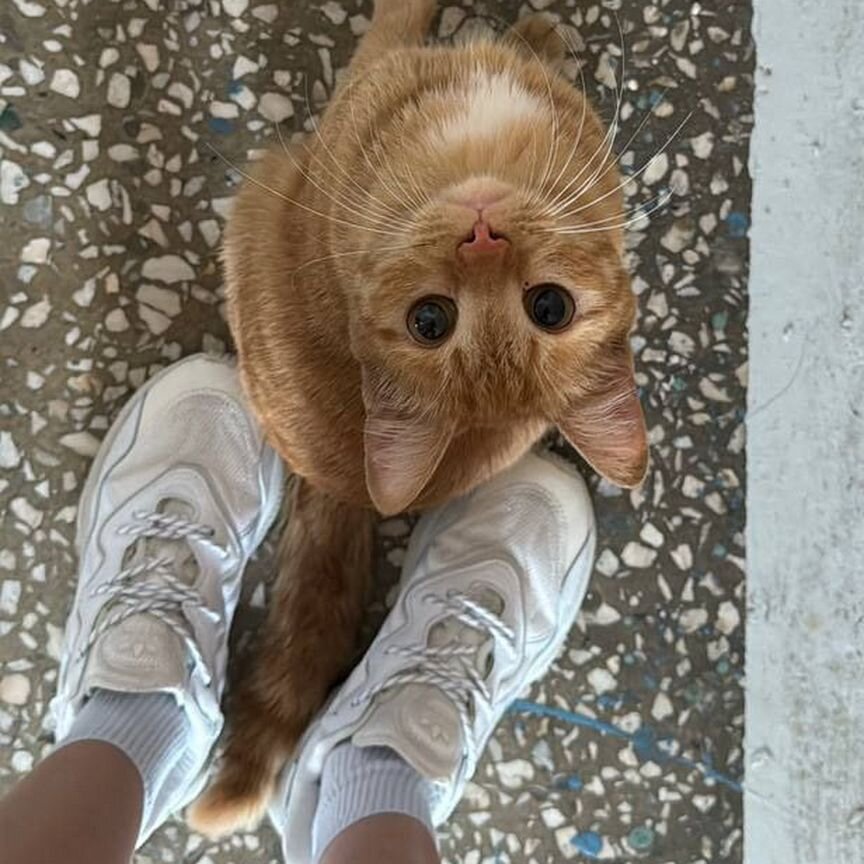 Кот в добрый руки