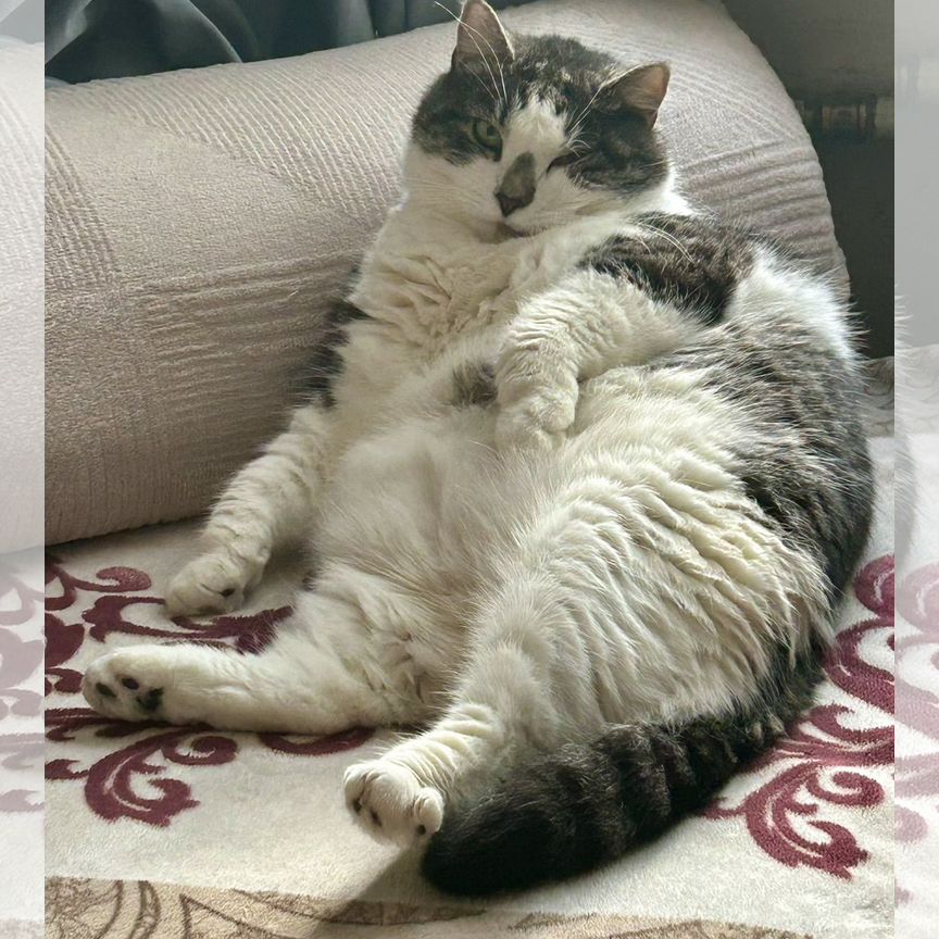 Кот в добрые руки