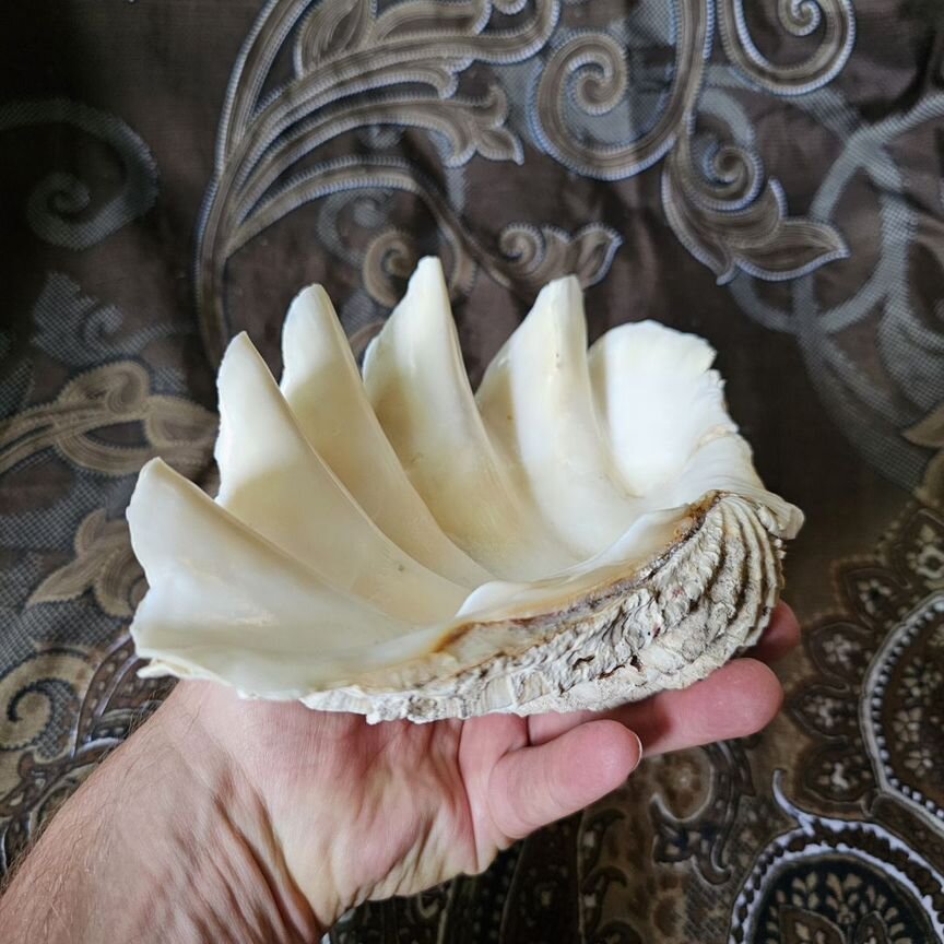 Раковина морская моллюска большая