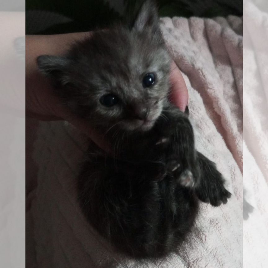 Котёнок, девочка в добрые руки