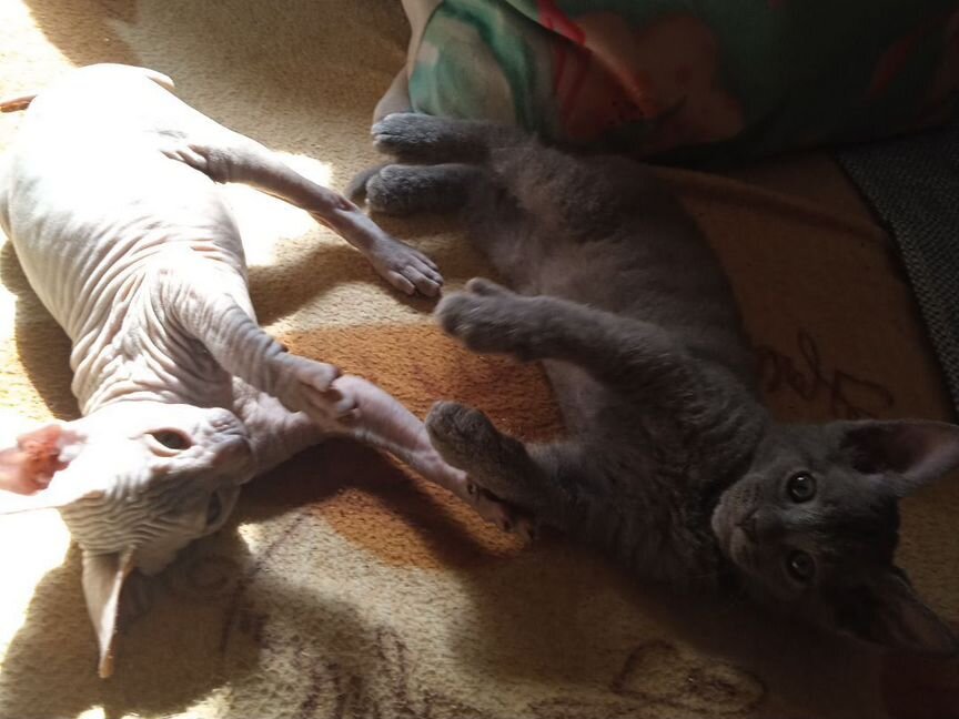 Донской сфинкс