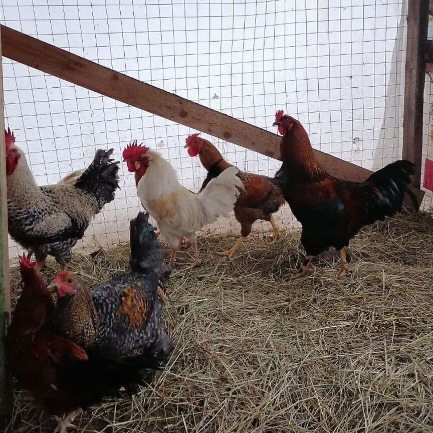 Молодые петухи