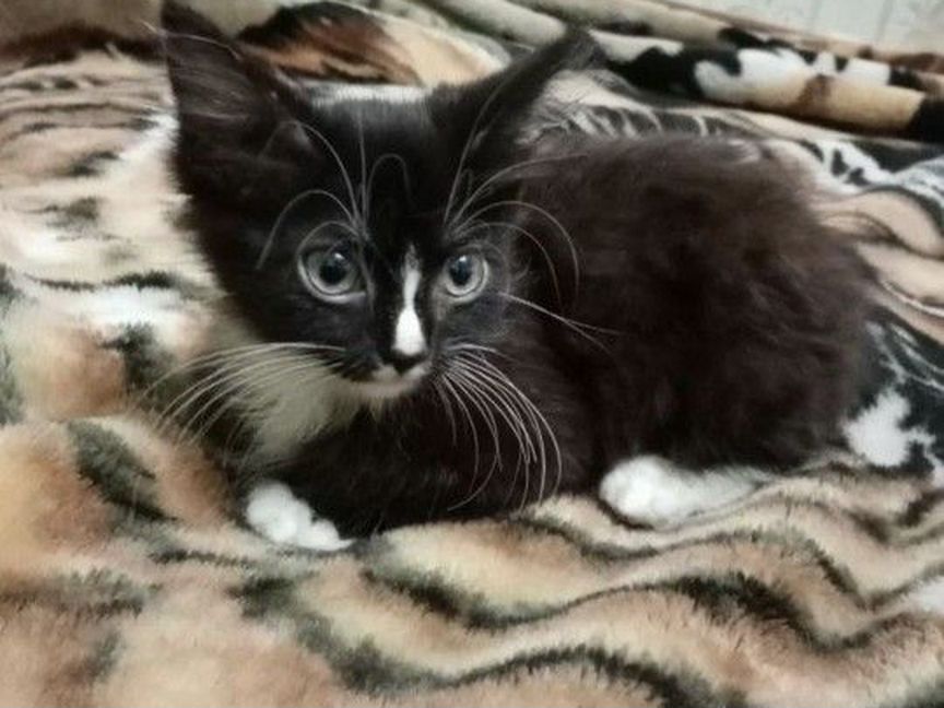 Черный котенок в добрые руки