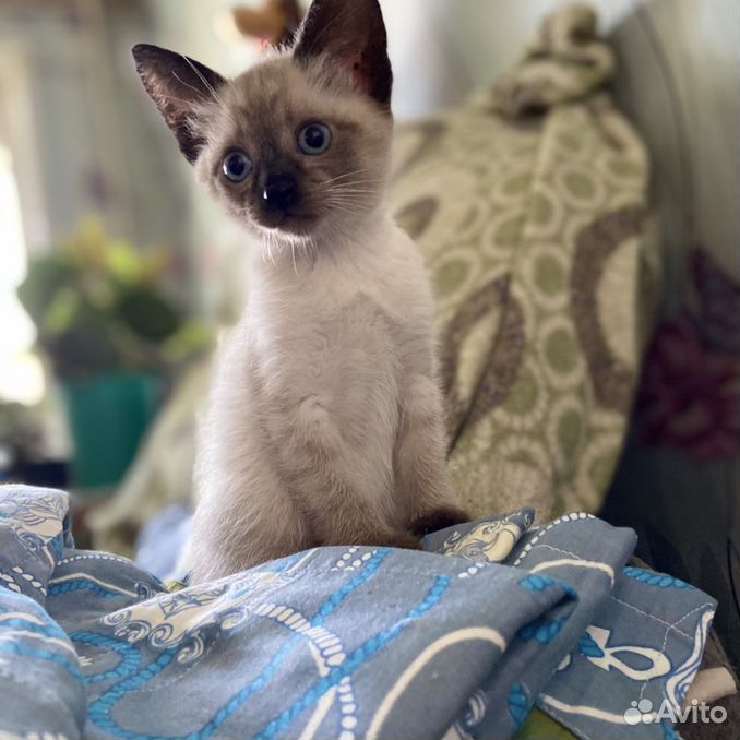Котята бесплатно невская маскарадная
