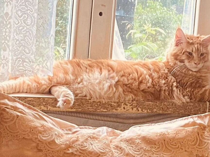 Кот на вязку