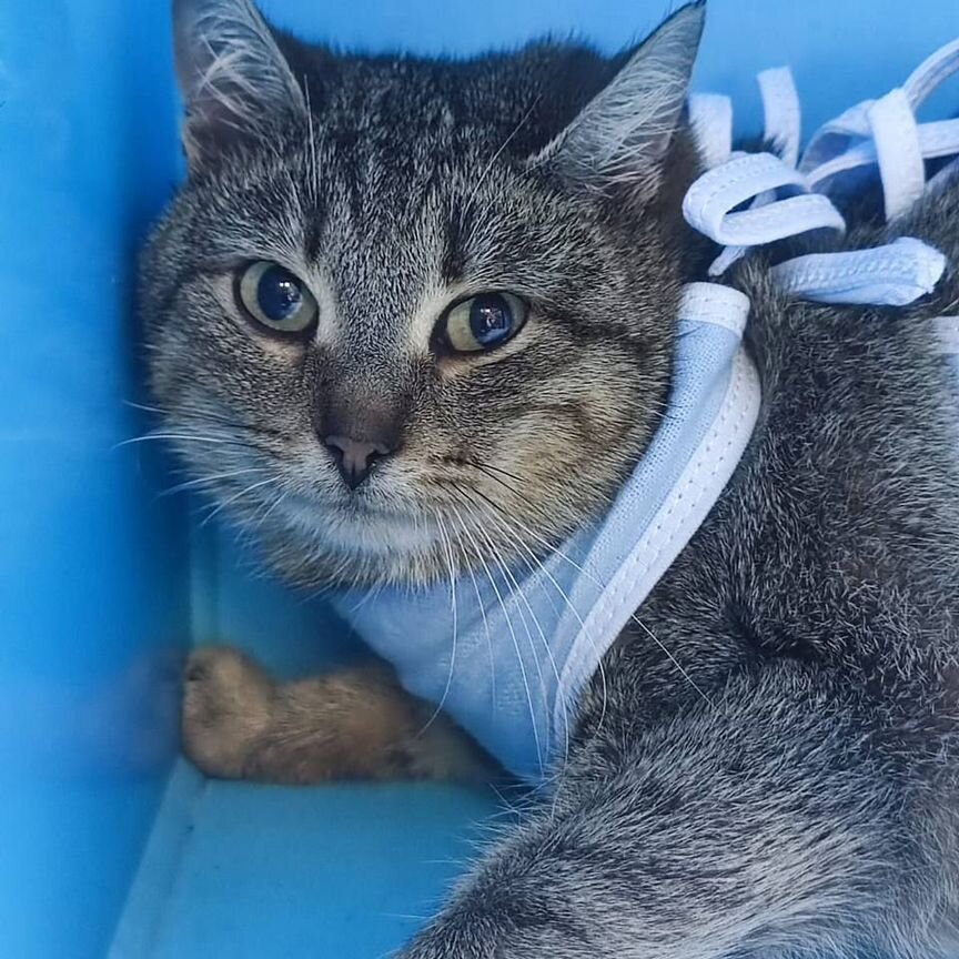 Зефирка,нужен дом,не место малышке на улице