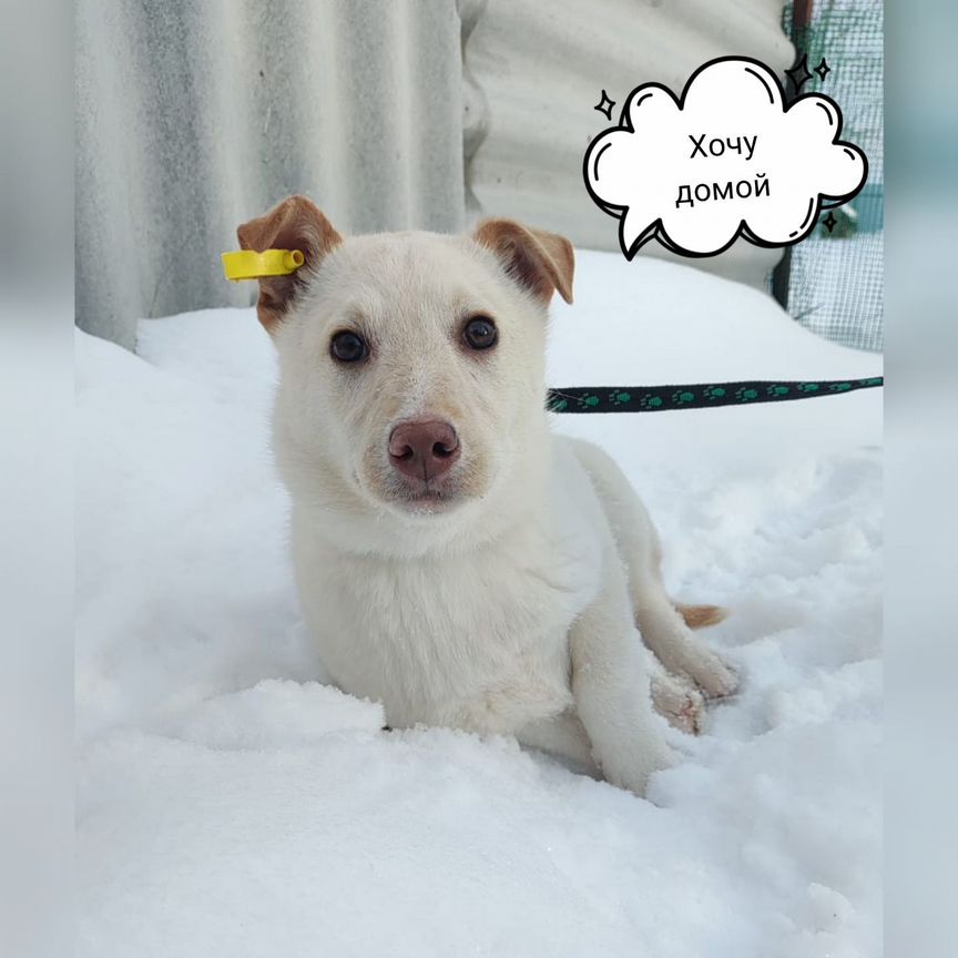 Щенок мальчик коротколапый в добрые руки