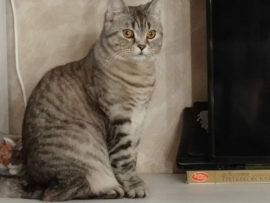 Майкун,британский