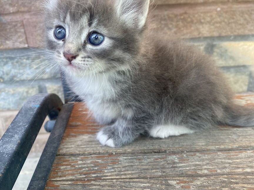 Котенок мальчик серенький бесплатно
