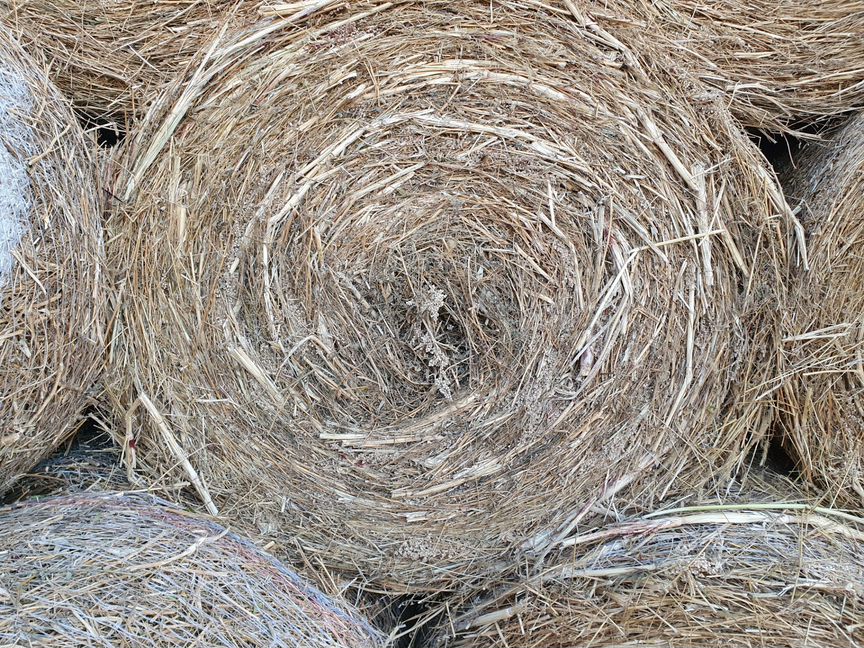 Продам сено в рулонах