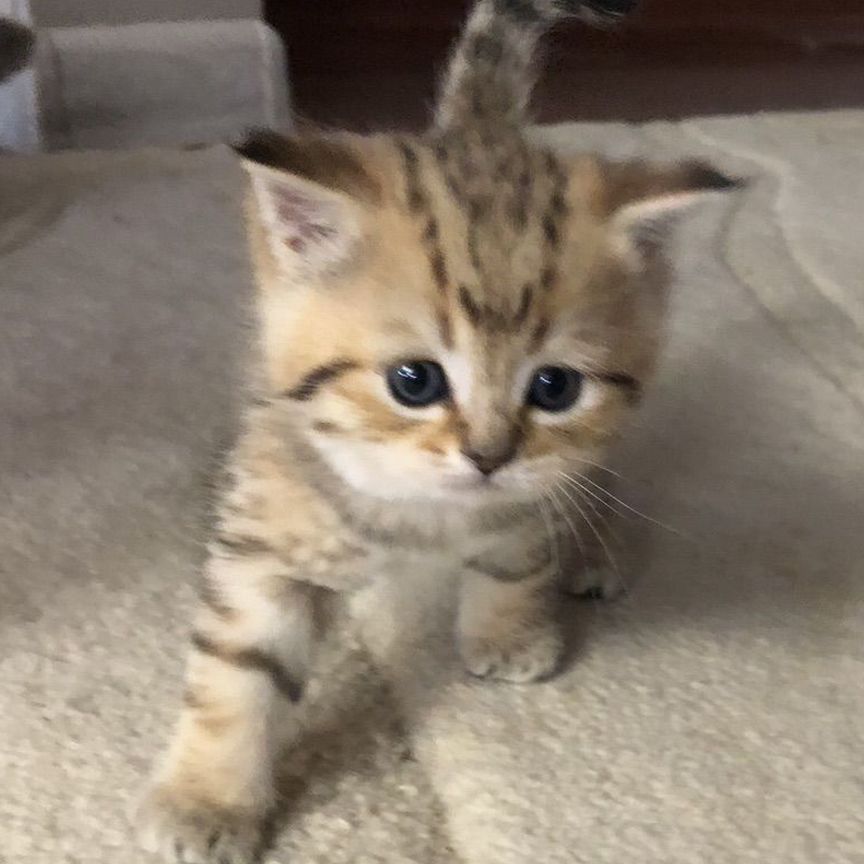 Шотландские котята