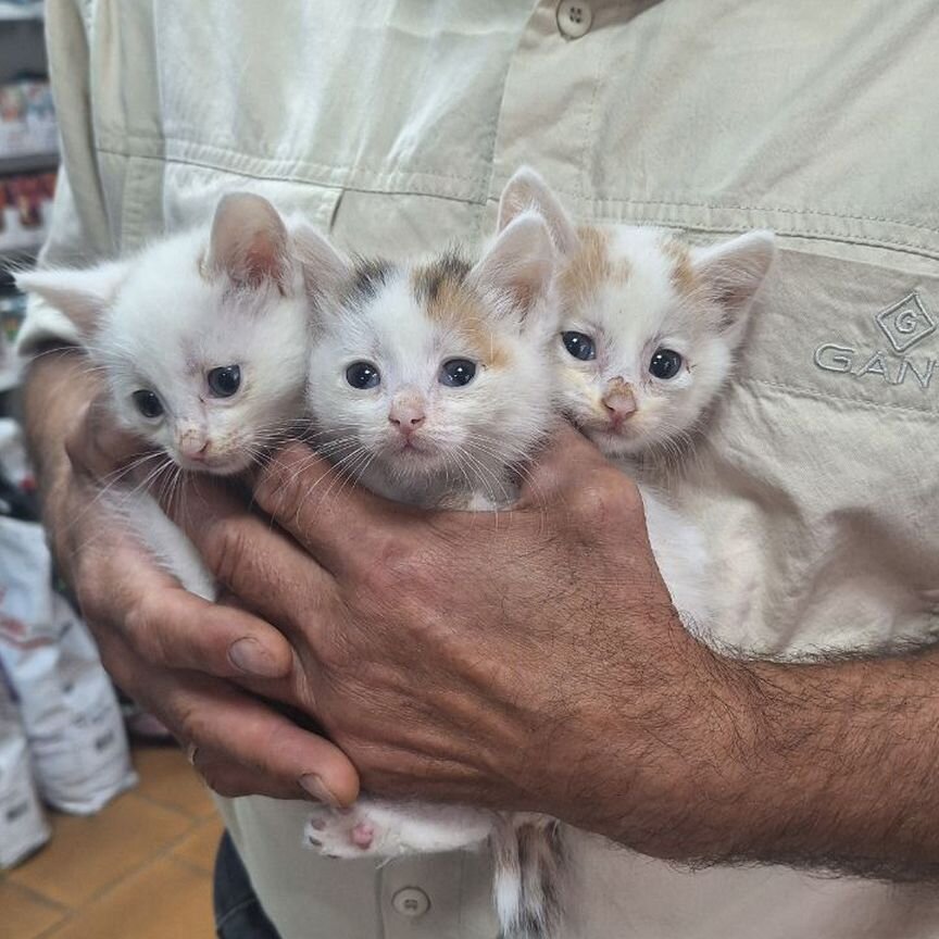 Котятки